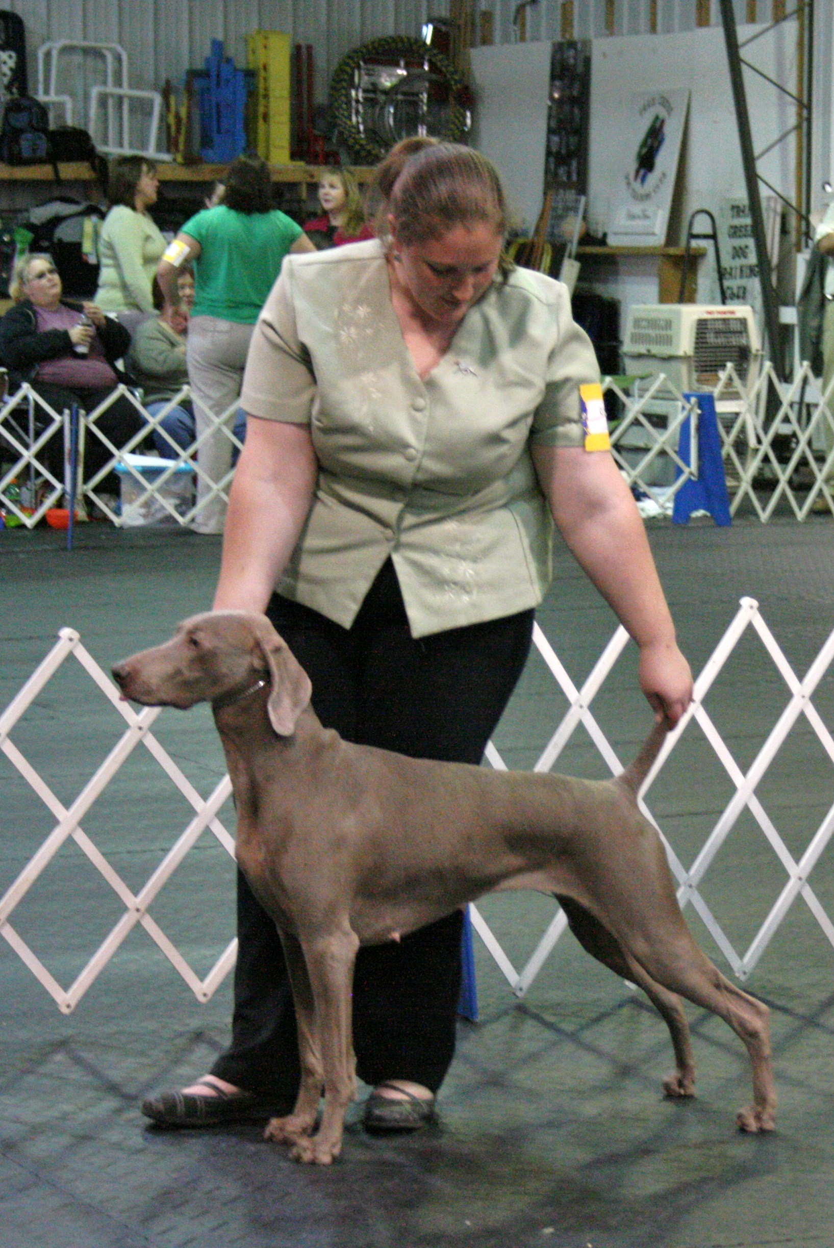 Palimar Weimaraners